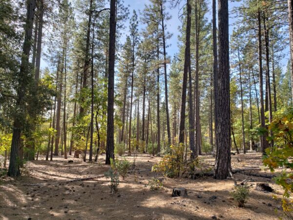 California Demonstration State Forest System Adds 2,500 Acres to ...