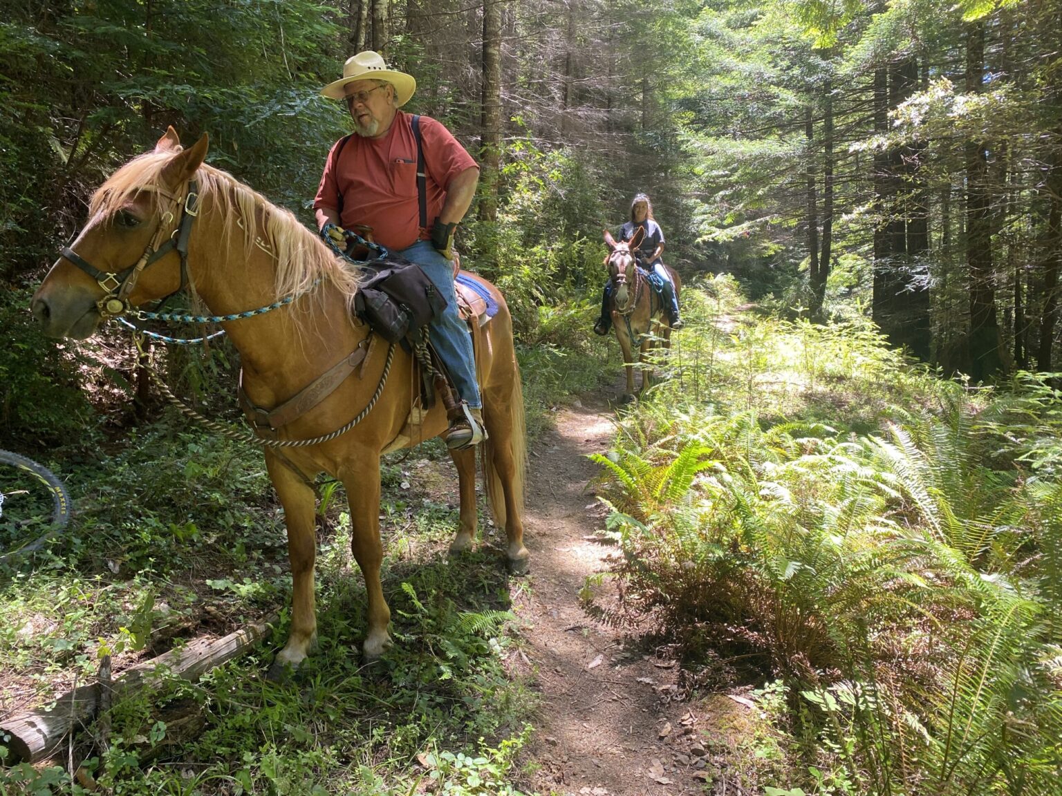 Jackson Demonstration Forest: A Great Recreation Choice - California ...