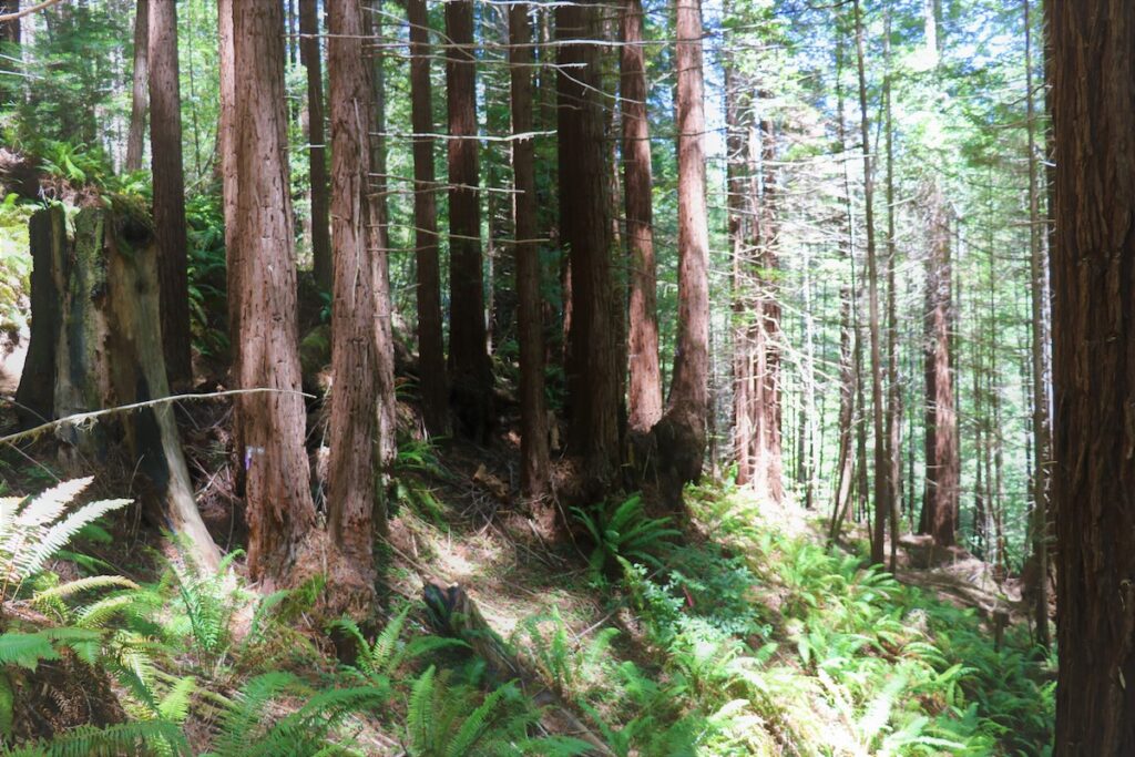 CAL FIRE Announces New Vision for The Jackson Demonstration State ...