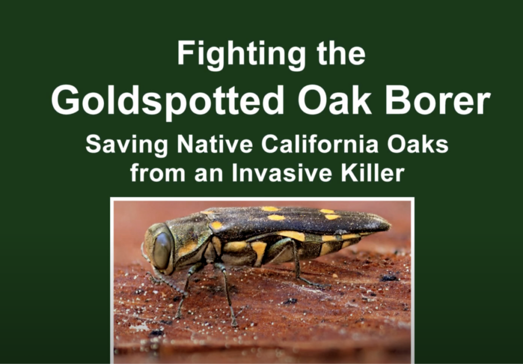 Fighting the Goldspotted Oak Borer Instructional Video - California ...