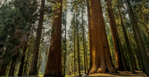 HEALTHY & RESILIENT FORESTS - California Wildfire & Forest Resilience