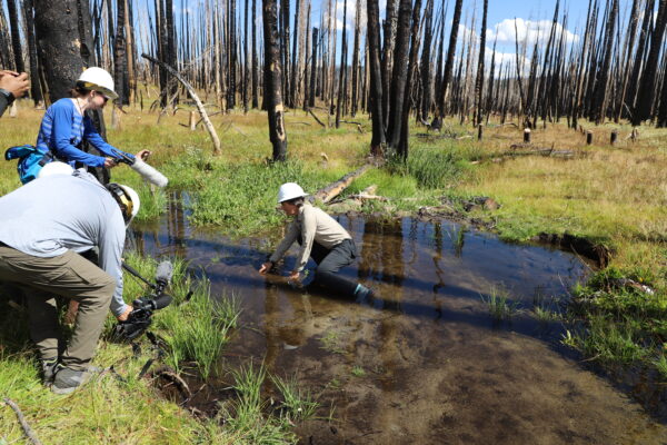 USFS Uses Machine Learning to Promote Meadow Restoration - California ...