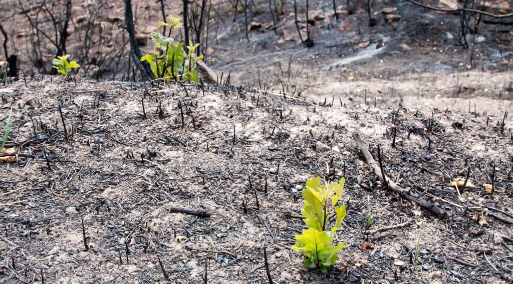 New Reports on Post-fire Restoration & Public Health Impacts of ...