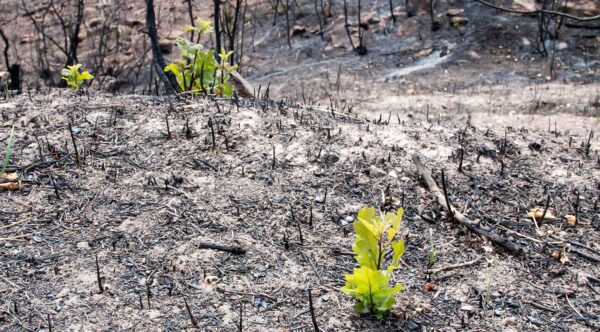 New Reports on Post-fire Restoration & Public Health Impacts of ...