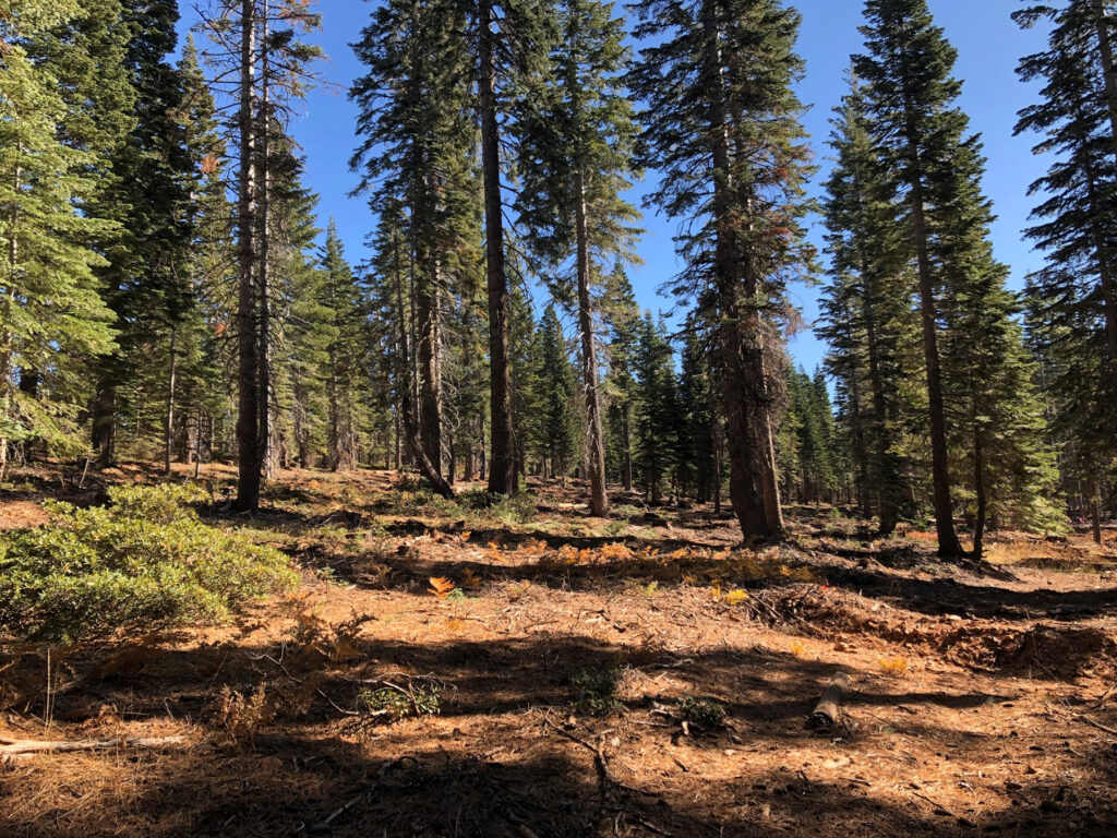 New Report On Effects of Forest Management on Carbon Storage ...